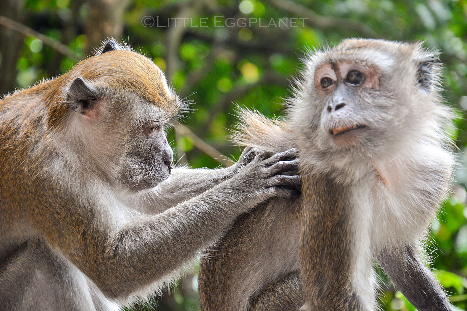 Malaysia | LittleEggplanet